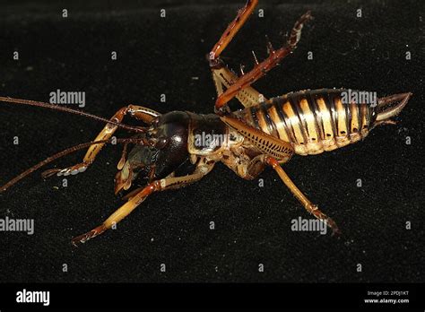 Wellington Tree Weta Hemideina Crassidens Stock Photo Alamy
