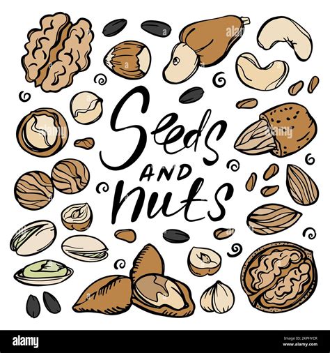 Seeds And Nuts Food Sketch With Pistachio Almond Seed Walnut Hazelnut Cashew With Text Clip Art