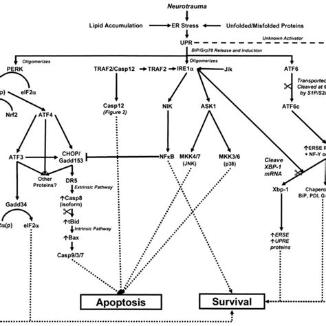 Schematic Of The Pi3k Mekerk And Akt Pathways That Leads To Cell