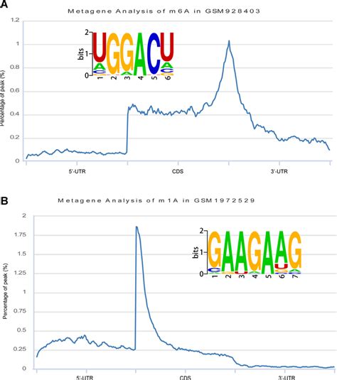 De Novo Motif Logos Identified And Metagene Analyses Of Rna