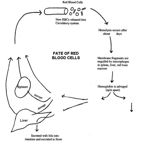 Fate Of Rbcs Diagram Quizlet