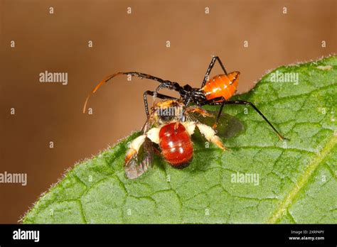 Common Assassin Bug Pristhesancus Plagipennis Instar Or Nymph With Common Assassin Bug Pristhesancus Plagipennis Instar Or Nymph With