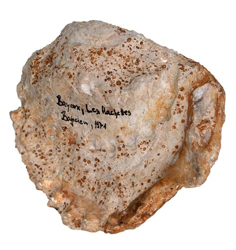 Pecten Sp Mueller 1776