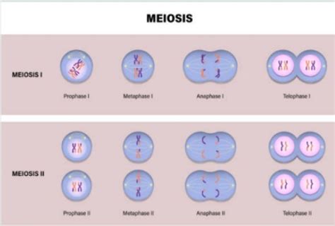 Amphimixis Biology Simple