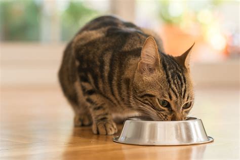 Cat Food Recalled Due To Possible Bird Flu Contamination Yemen