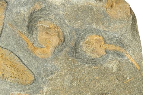 39 Feathery Starfish Fossil With Carpoids Kaid Rami Morocco 252153 For Sale 39 Feathery Starfish Fossil With Carpoids Kaid Rami Morocco 252153 For Sale