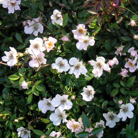 Rožė Nozomi C15 Mamafloralt