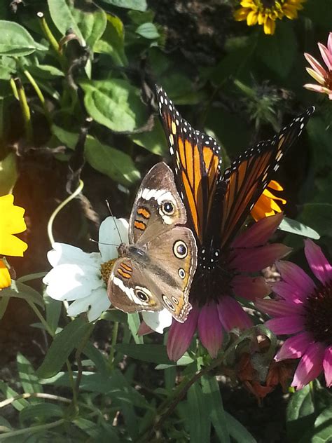 Two Butterflies Free Stock Photo Public Domain Pictures
