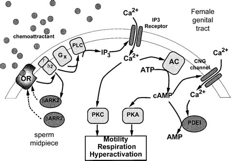 Diagram Representing A Potential Transduction Cascade Of Olfactory