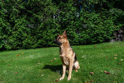 德国牧羊犬，训练活动