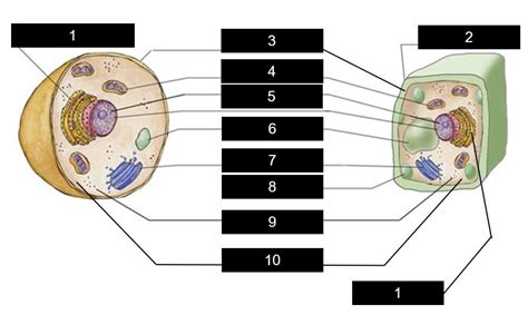 Cell Organelles Diagram Quizlet