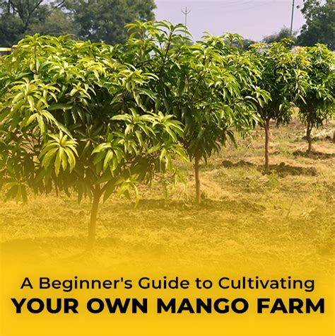 Raspuri Mango Karnatakas Sweet Treasure Ms Holidaysfarm Blog
