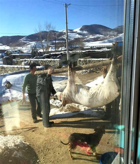 德國殺豬方式與中國的不同，你知道差異在哪裏嗎？ 每日頭條