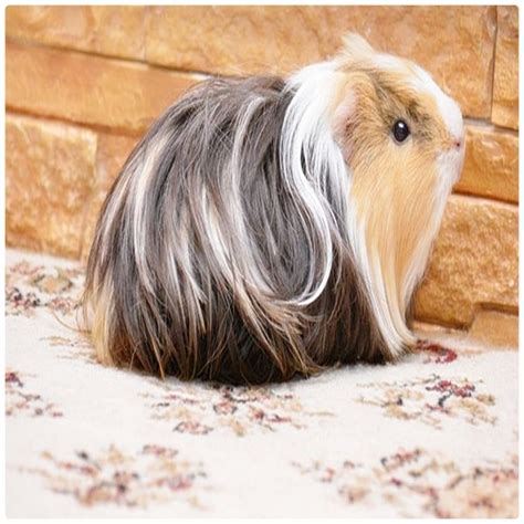 기니피그 종류 장모종 셀티 기니피그수명 네이버 블로그