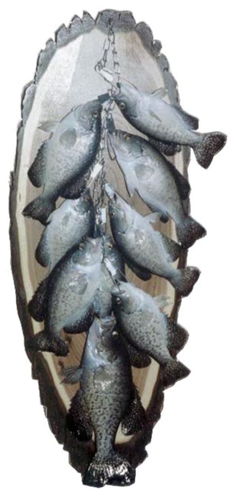 Crappie Gallery