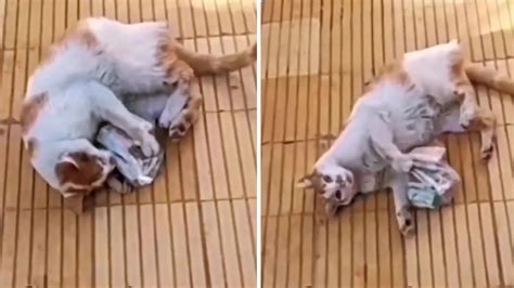 Su gato regresó a casa con una bolsa llena de billetes y el video se hizo viral en TikTok Infobae