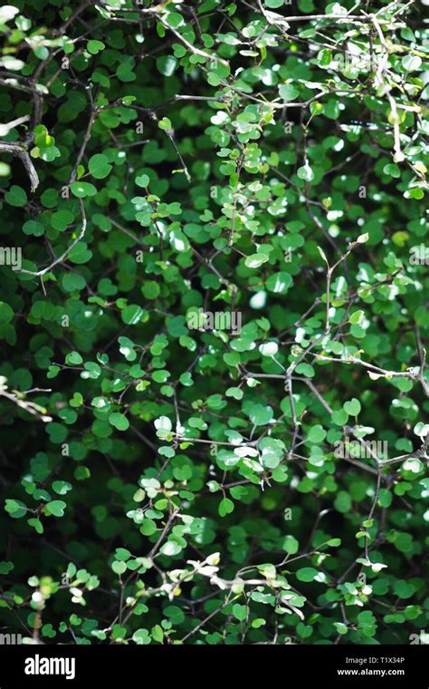 Pittosporum Obcordatum Commonly Called Heart Leaved Kohuhu Or Heart