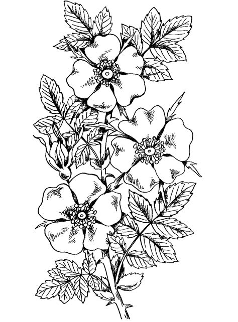 Раскраска для взрослых цветы распечатать бесплатнол