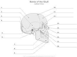 Cranial Bones Diagram Quizlet