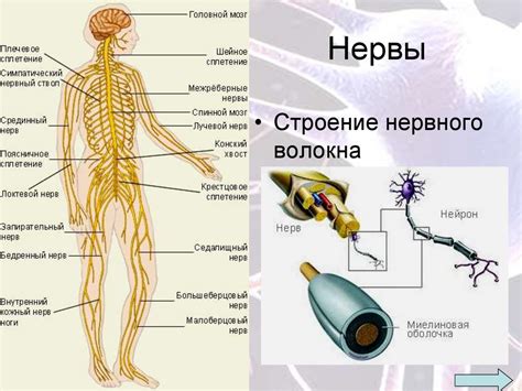 Нервная система человека презентация онлайн
