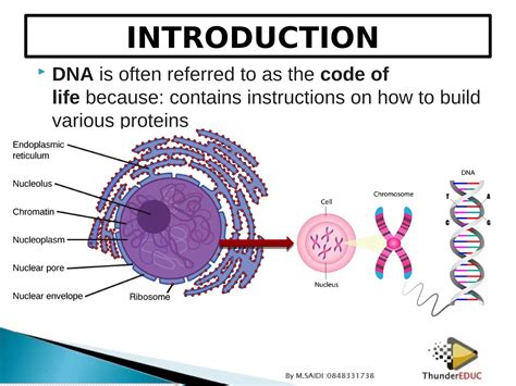 1 Dna Code Of Life Pdf Chemistry Science