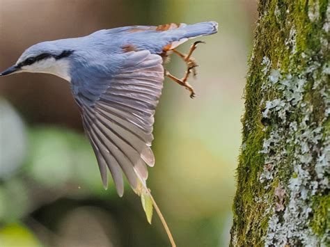 Eurasian Nuthatch