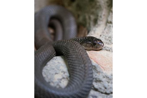 Oxyuranus Microlepidotus Earthpedia Animal