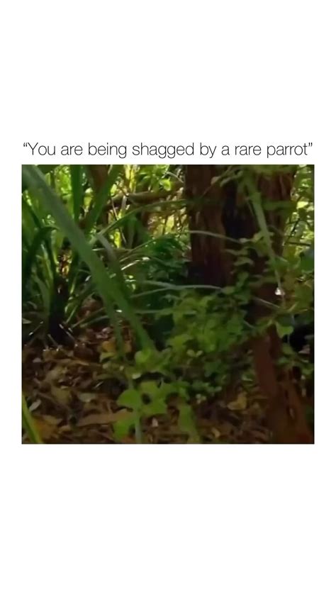 When You Encounter A Sirocco Kākāpō Which Is Flightless Nocturnal