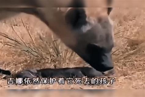 雌鬣狗刚产下幼崽罪恶的毒手就伸向幼崽！