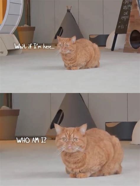 Momo Has An Existential Crisis Rcreamheroes