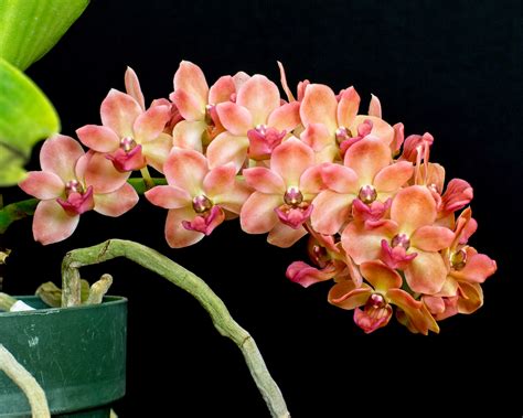 2022 06 Rhy Gigantea Lynne Honolulu Orchid Society