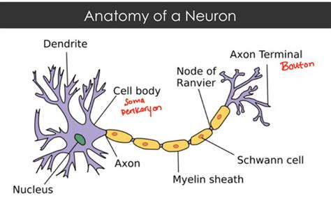 Microanatomy Of Nervous System 3 Flashcards Quizlet