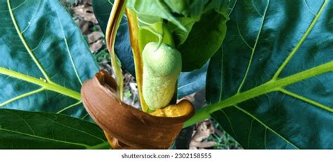 Fresh Tips Images Stock Photos Vectors Shutterstock