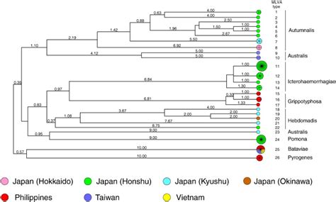 Dendrogram Based On Mlva Using 11 Loci Showing Relationships Between Download Scientific