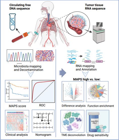Leveraging Circulating Microbiome Signatures To Predict Tumor Immune