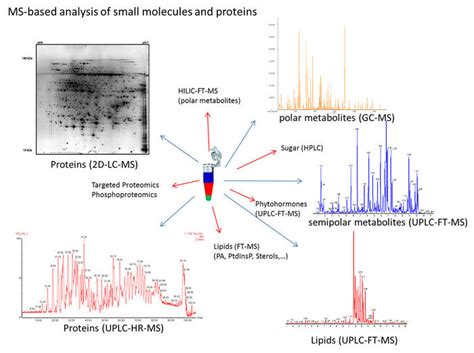 Ms Based Metabolomics And Proteomics Max Planck Institute Of