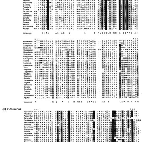 Alignment Of N Terminal And C Terminal Conserved Regions Of Bacterial
