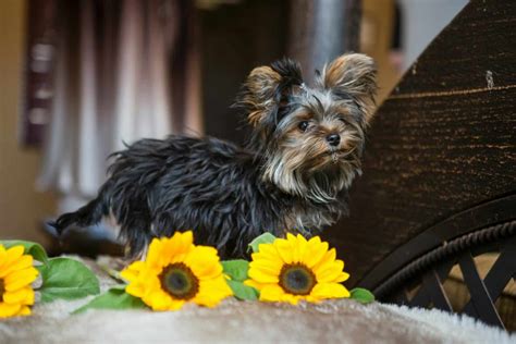 How Long Do Yorkie Poos Live And Things You Can Do To Increase It