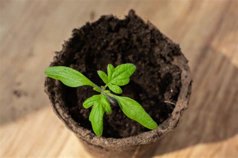 작은 용기에 녹색 새싹 묘 목 용 탄 컵은 나무 바닥에 있습니다 평면도 0명에 대한 스톡 사진 및 기타 이미지 0명 녹색 농업 Istock