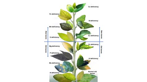 Visual Diagnosis Of Nutrient Deficiency