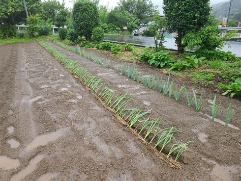 戻り梅雨のんびり kii農園の日記
