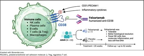 Targeting Cd38 In Acute Antibody Mediated Rejection A New Hope For