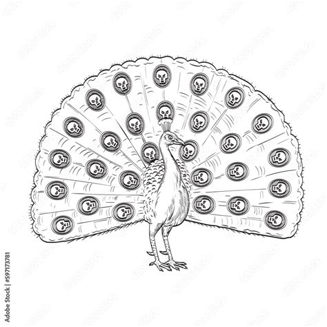 Comics Style Drawing Or Illustration Of A Peacock Indian Peafowl Common Peafowl Or Blue