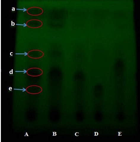 TLC Separation Of Crude Secodary Metabolites Of T Rubrum With Standard