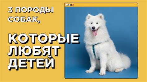 ТОП 3 добрых пород собак которые любят детей Youtube