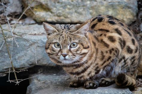 Can The Black Footed Cat Be Domesticated Eoxpnu