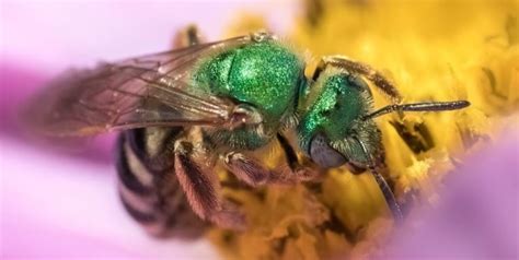 Do Sweat Bees Sting Or Bite And Do They Die After Stinging Learnbees