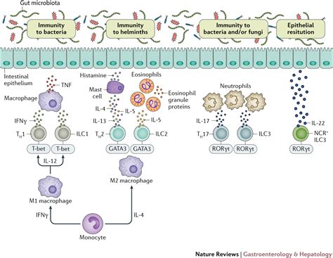 The Mucosal Immune System Master Regulator Of Bidirectional Gutbrain