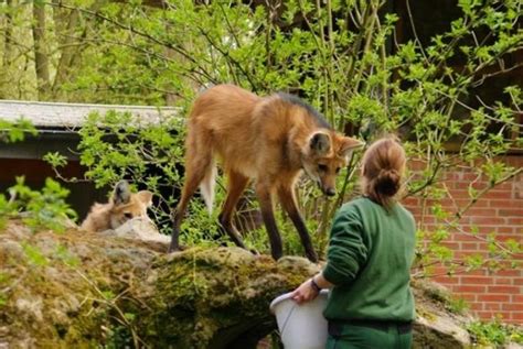 疫情導致經營困境 德動物園考慮將動物安樂死 社團法人中華民國保護動物協會