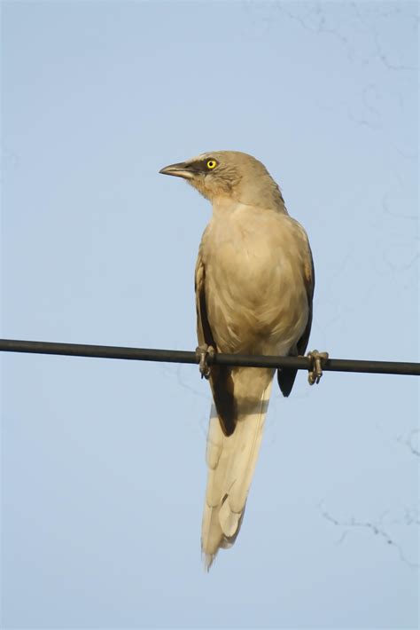 Large Grey Babbler R Birding